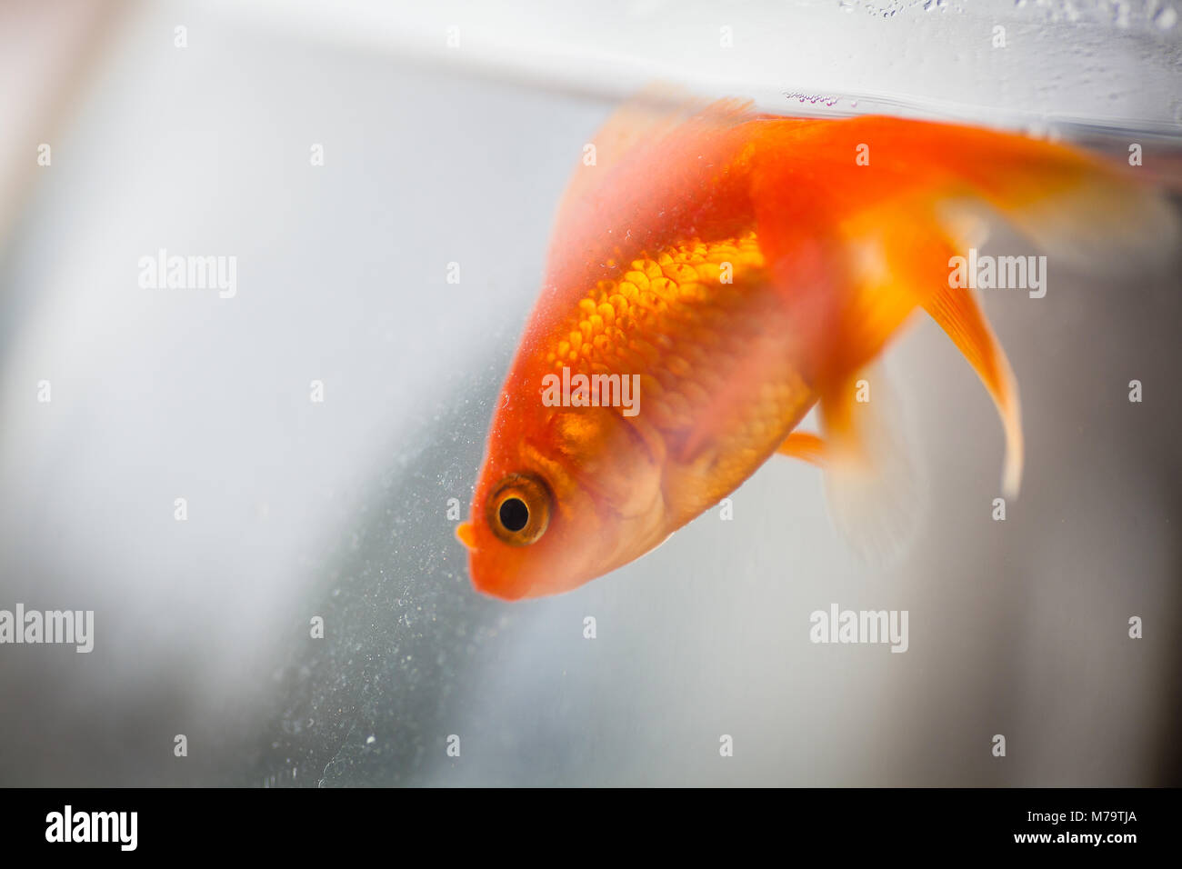 Dead bloat animal hi-res stock photography and images - Alamy