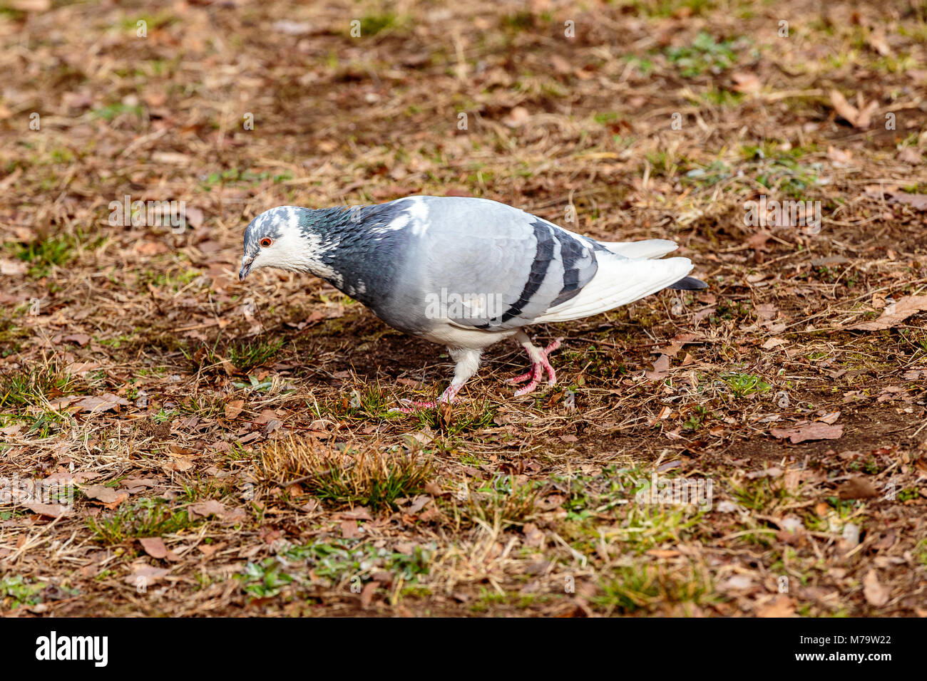 A speckled pigeon walks around a park in Shinjuku, Japan Stock Photo ...