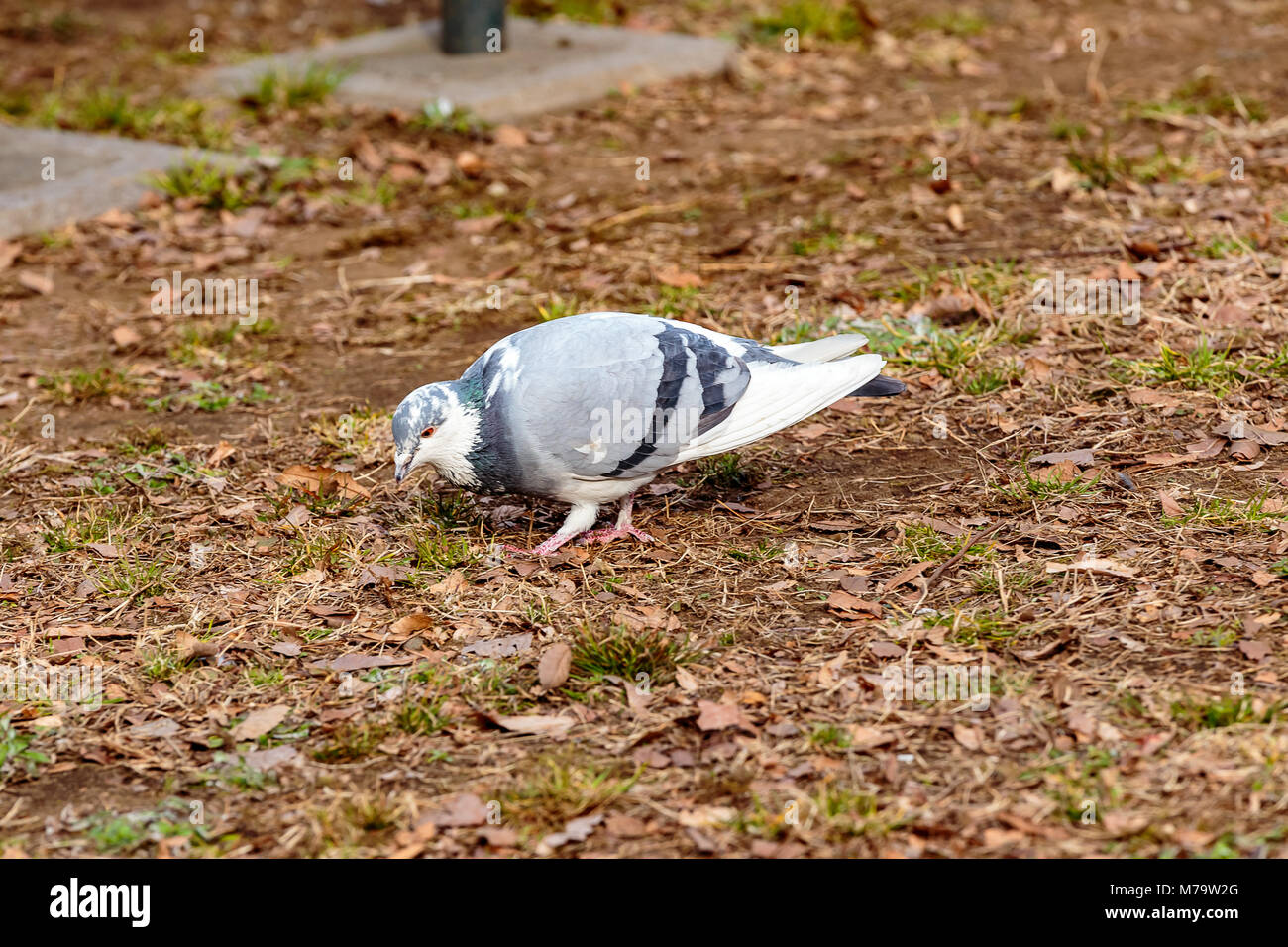 A speckled pigeon walks around a park in Shinjuku, Japan Stock Photo ...