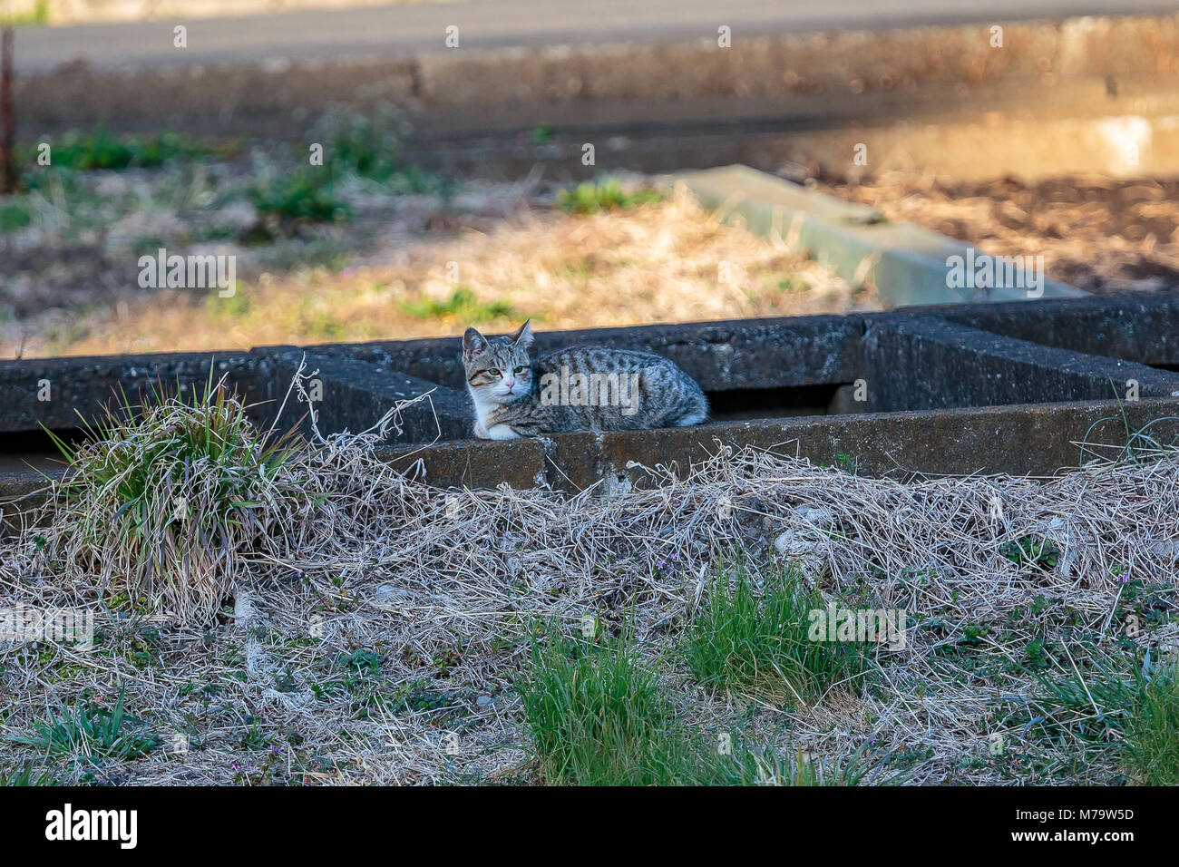 A cat naps in a field along a concrete trough that carries water to the ...