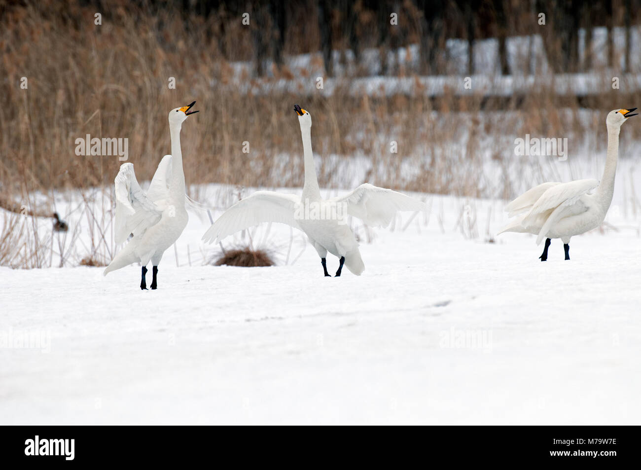 Whooper swan (Cygnus cygnus) singing, Japan Stock Photo - Alamy