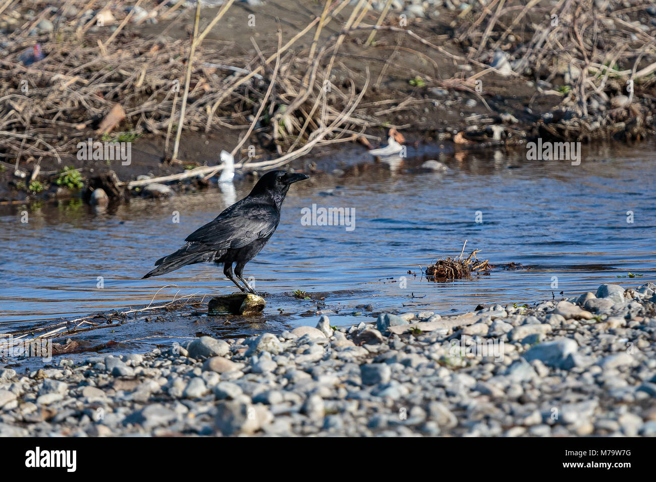 A jet black raven stands beside a small inlet on the shores of the ...