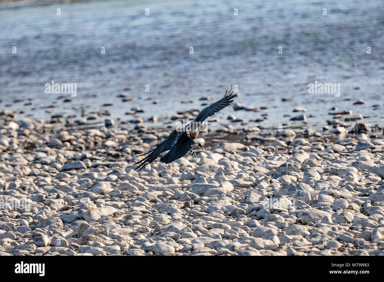 A flying raven preparing to land on the rocky shores of the Sagami ...