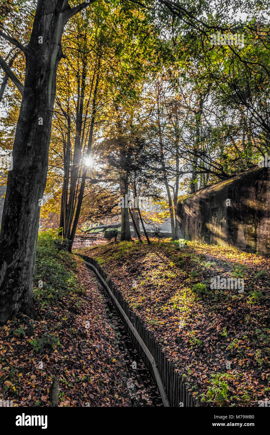 Most beautiful forest hi-res stock photography and images - Alamy