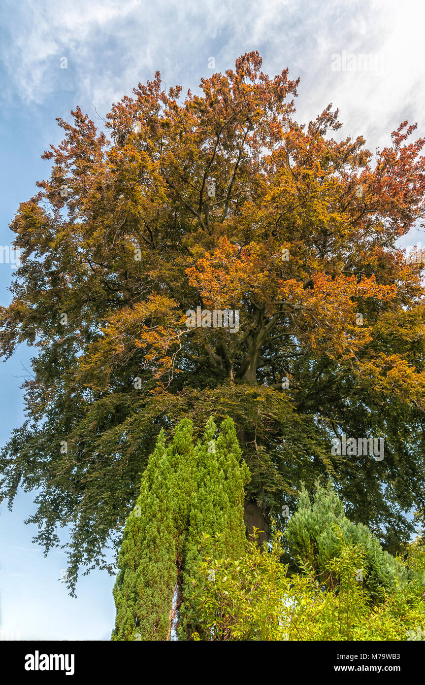 beautiful tree with a blue sky background Stock Photo - Alamy
