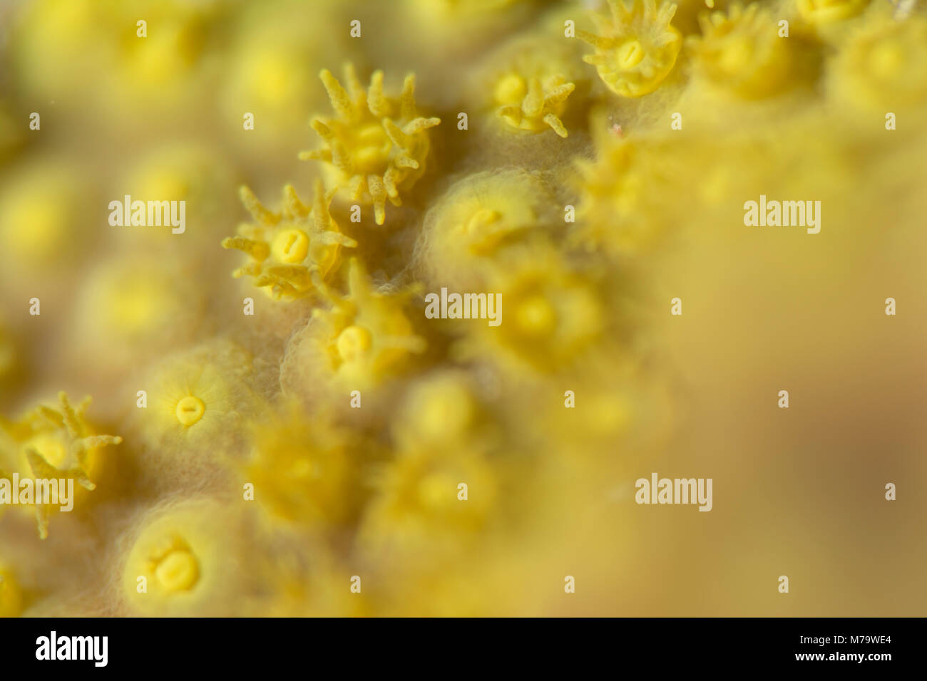 Coral Polyp photographed using a smc as part of a photographic project ...