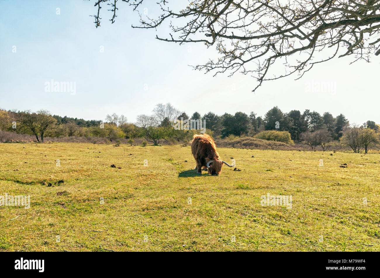 Scottish highlander grazing in a forest Stock Photo - Alamy
