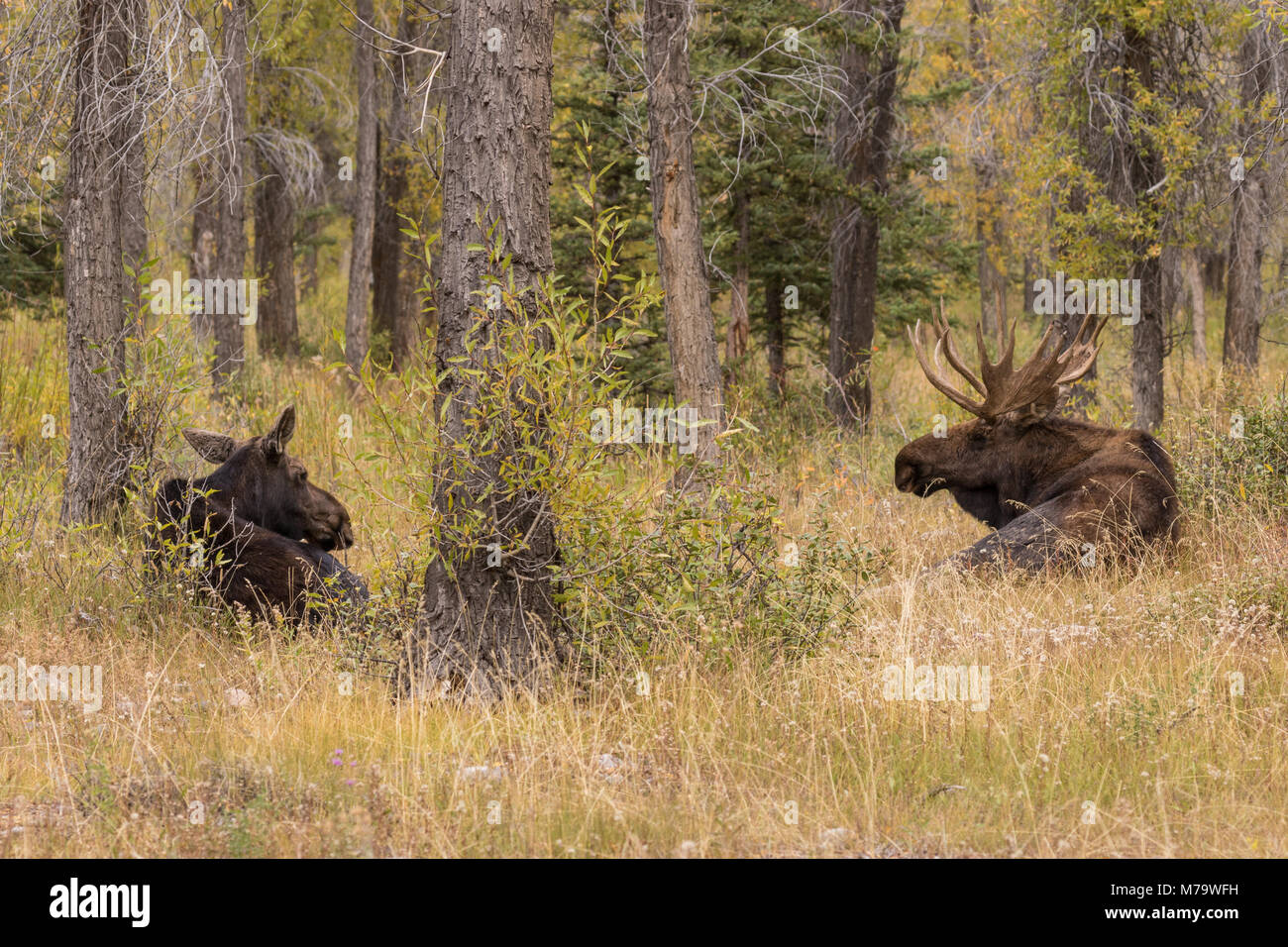 Male female moose during rutting hi-res stock photography and images ...