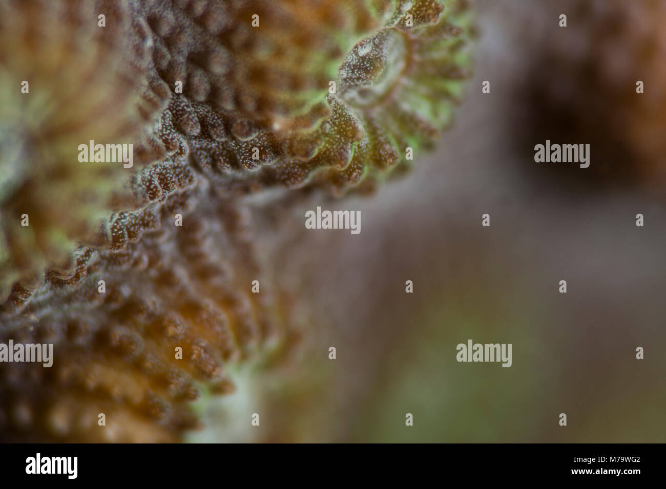 Coral polyp hi-res stock photography and images - Alamy