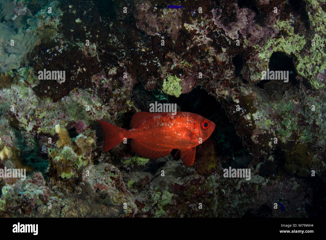 Deep ocean fish habitat hi-res stock photography and images - Alamy