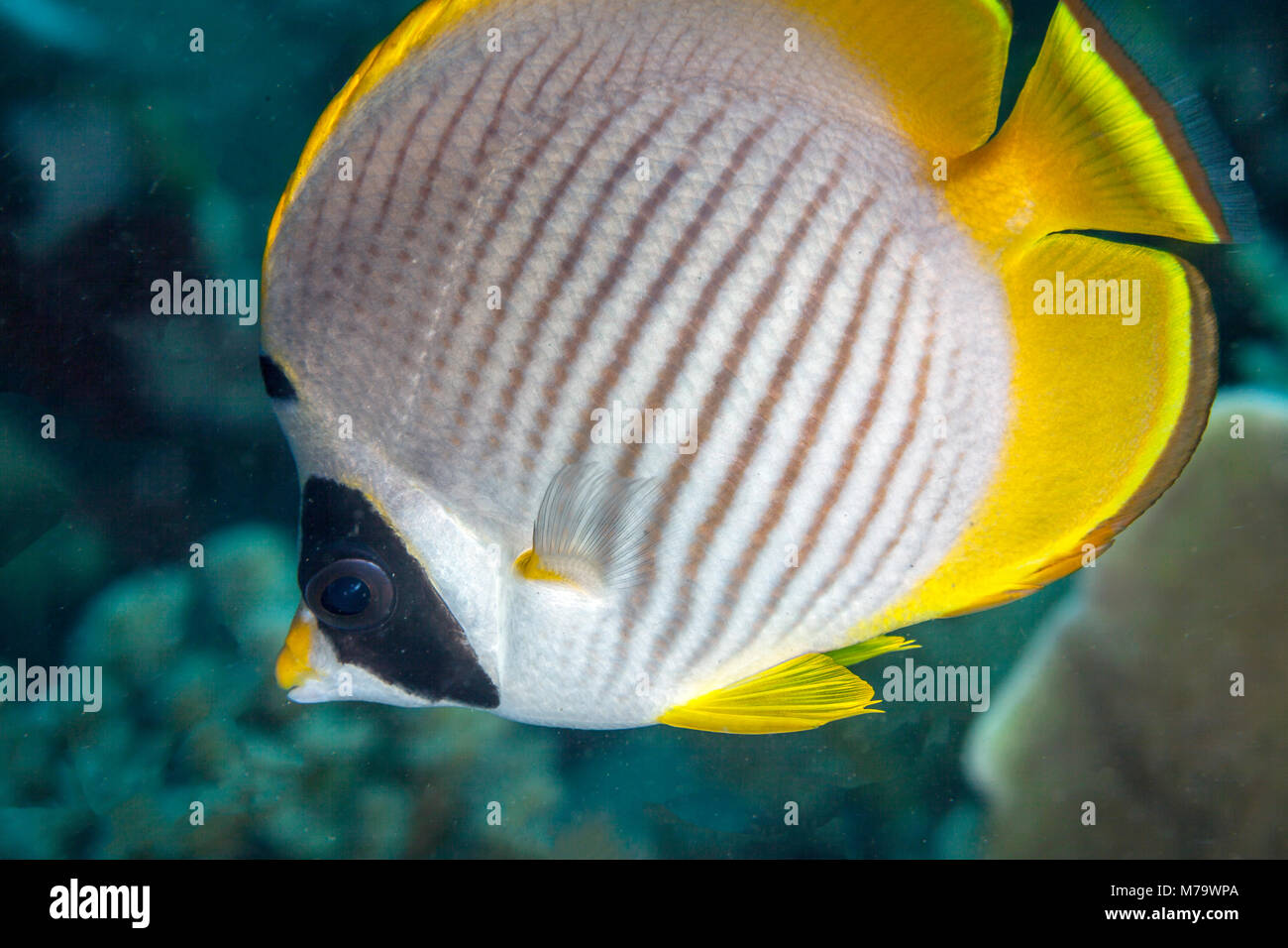 Panda Butterflyfish,Chaetodon adiergastos butterflyfish off the coast ...