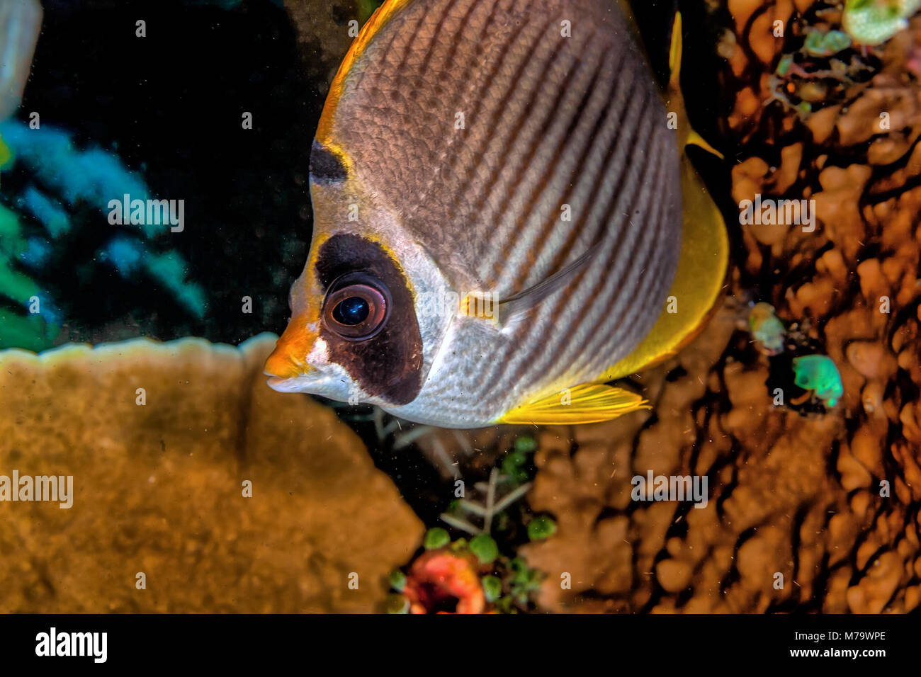 Panda Butterflyfish,Chaetodon adiergastos butterflyfish off the coast ...
