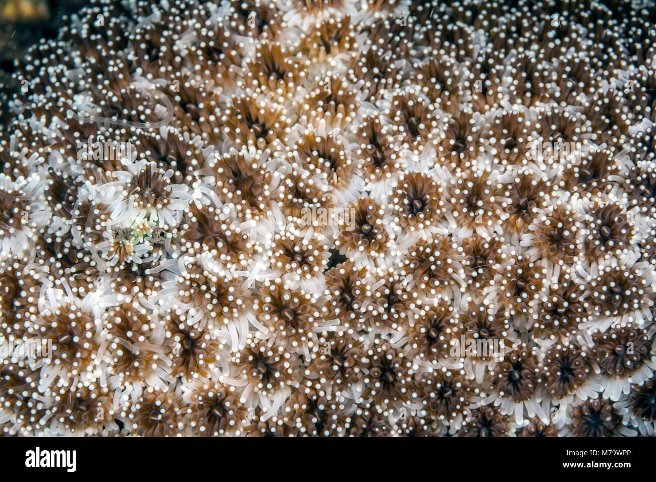 Sea anemones are a group of marine, predatory animals of the order ...