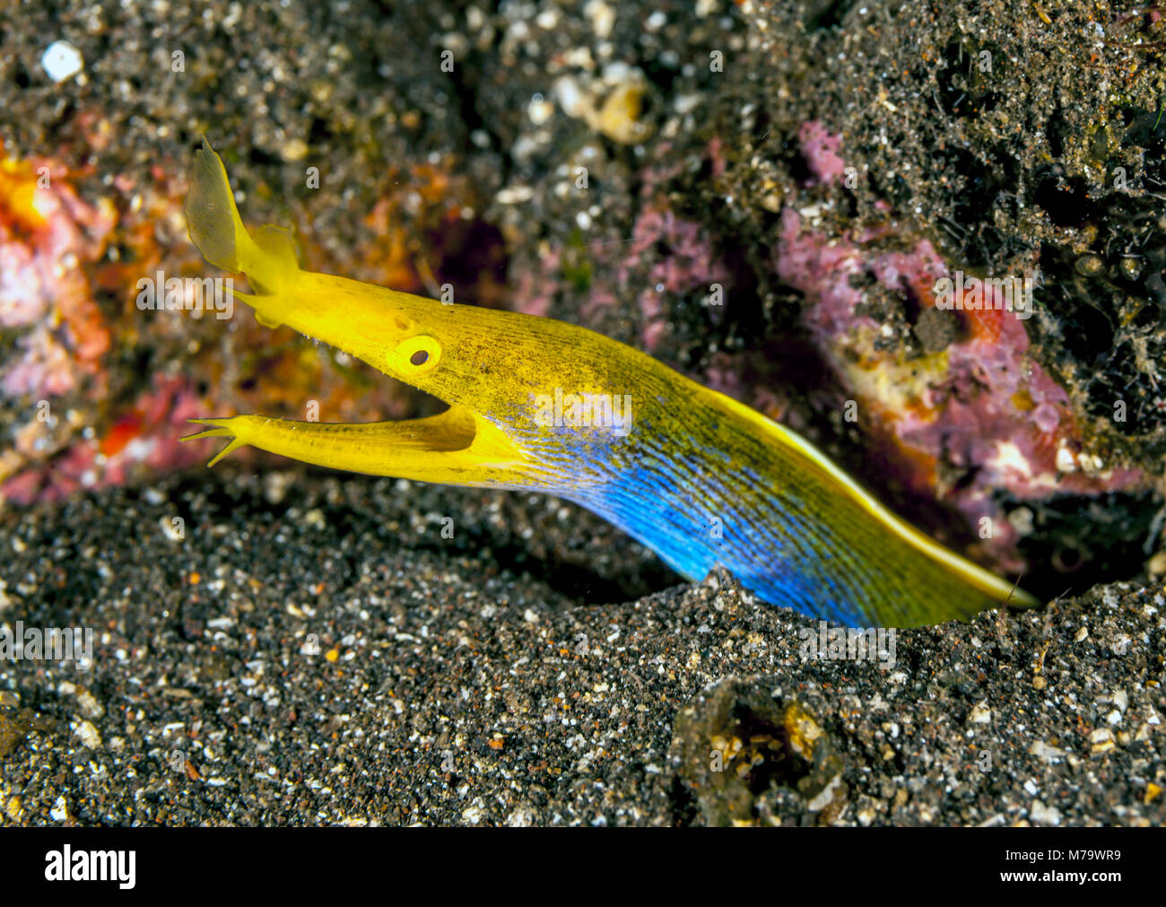 ribbon eel,Rhinomuraena quaesita, also known as the leaf-nosed moray ...
