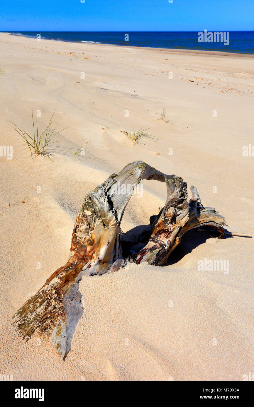 Dry tree remaining on sand dunes and beach of Baltic Sea central shore ...