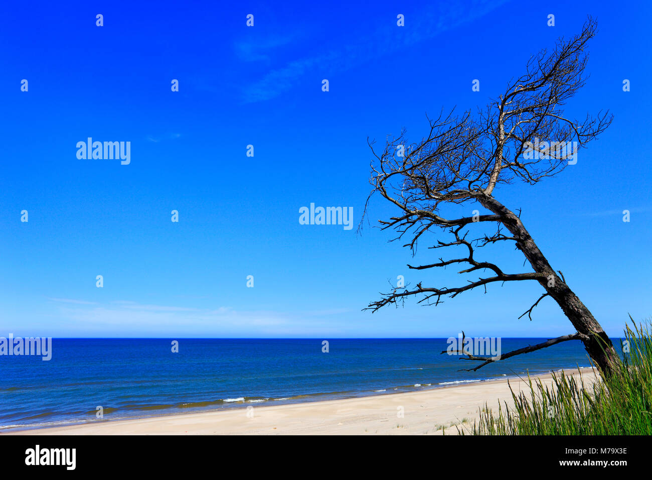 Lonely pine tree on sand dunes and beach of Baltic Sea central shore ...