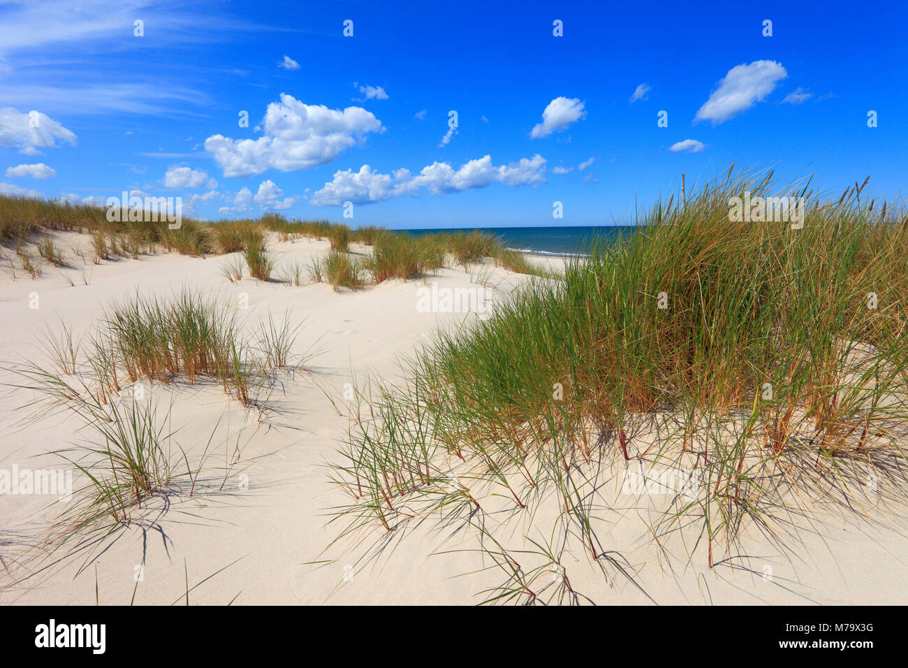Grassy sand dunes and beach of Baltic Sea central shore near town of ...