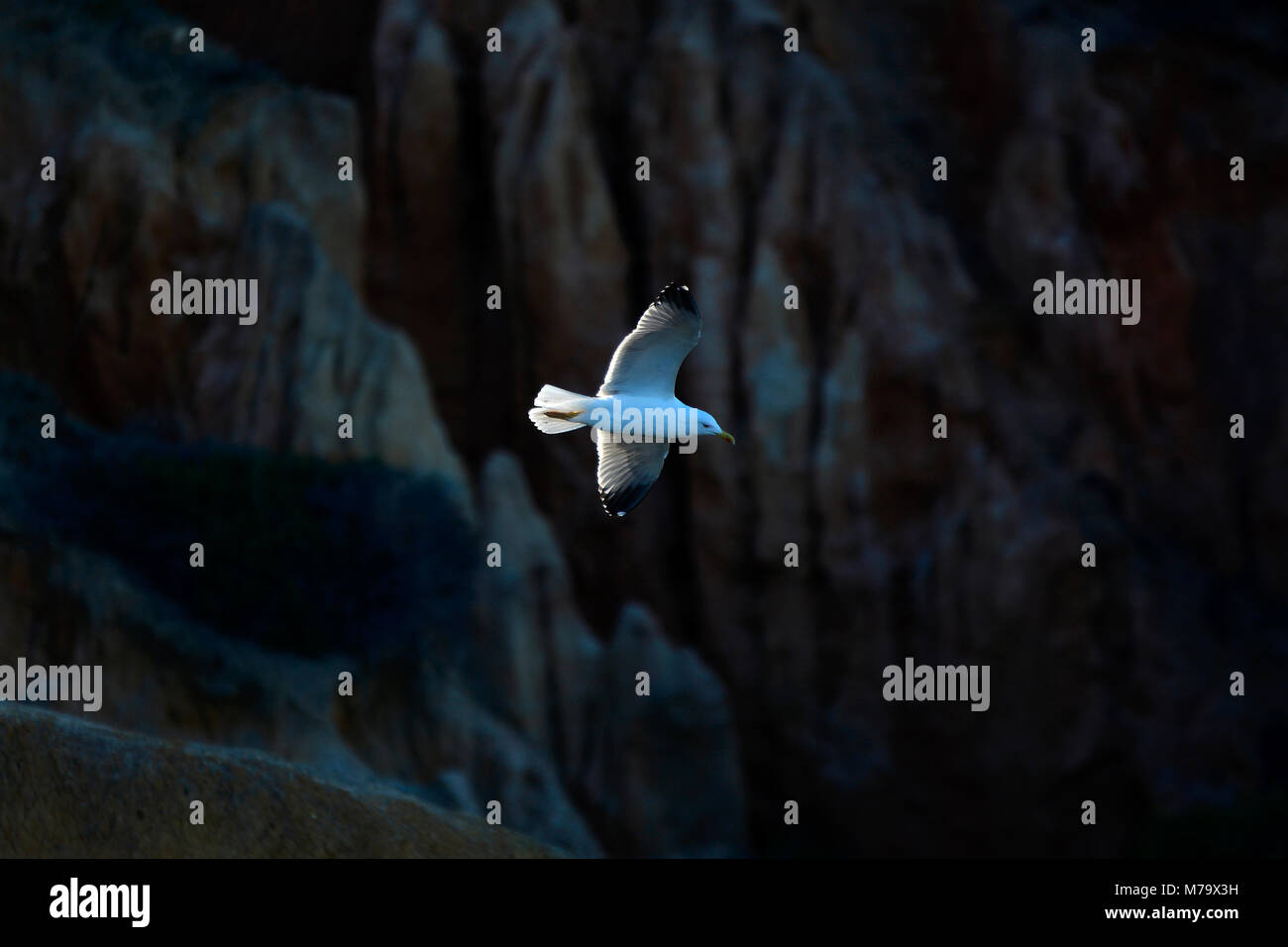 Theory Of Flight Stock Photos & Theory Of Flight Stock Images - Alamy