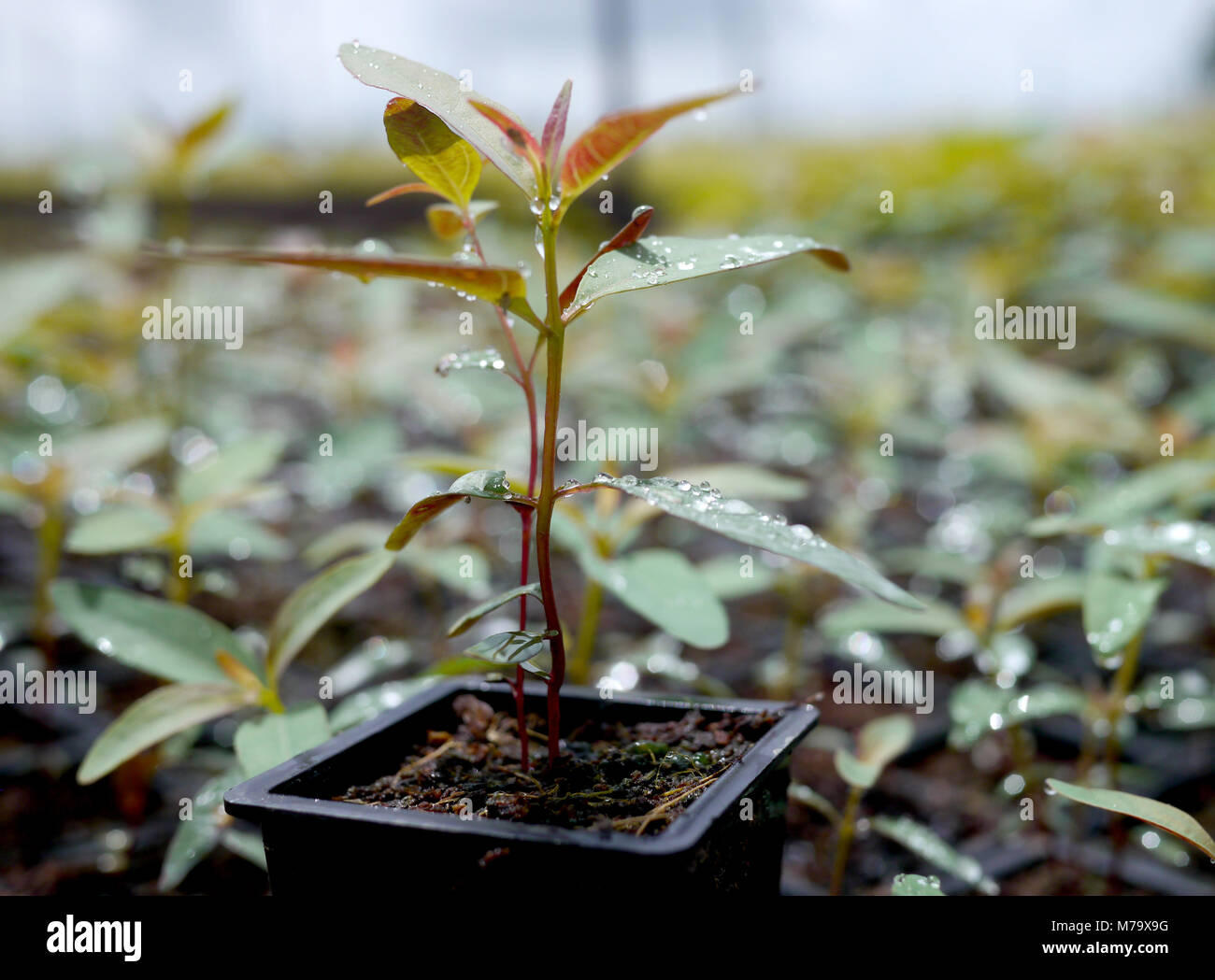 Plantling hi-res stock photography and images - Alamy