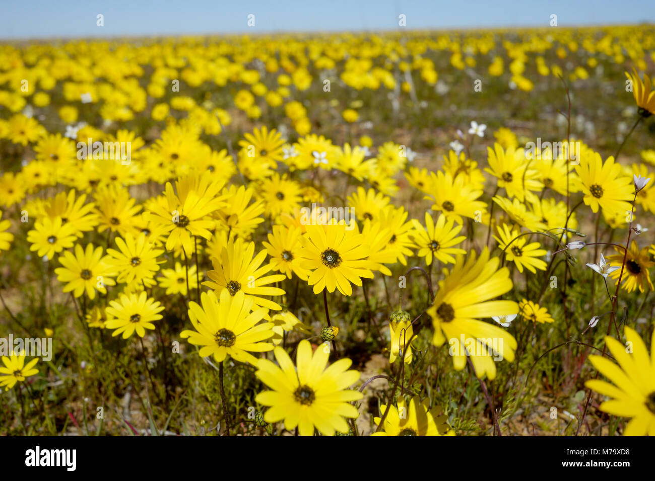 Bright yellow field of cosmos flowers in summer Stock Photo - Alamy