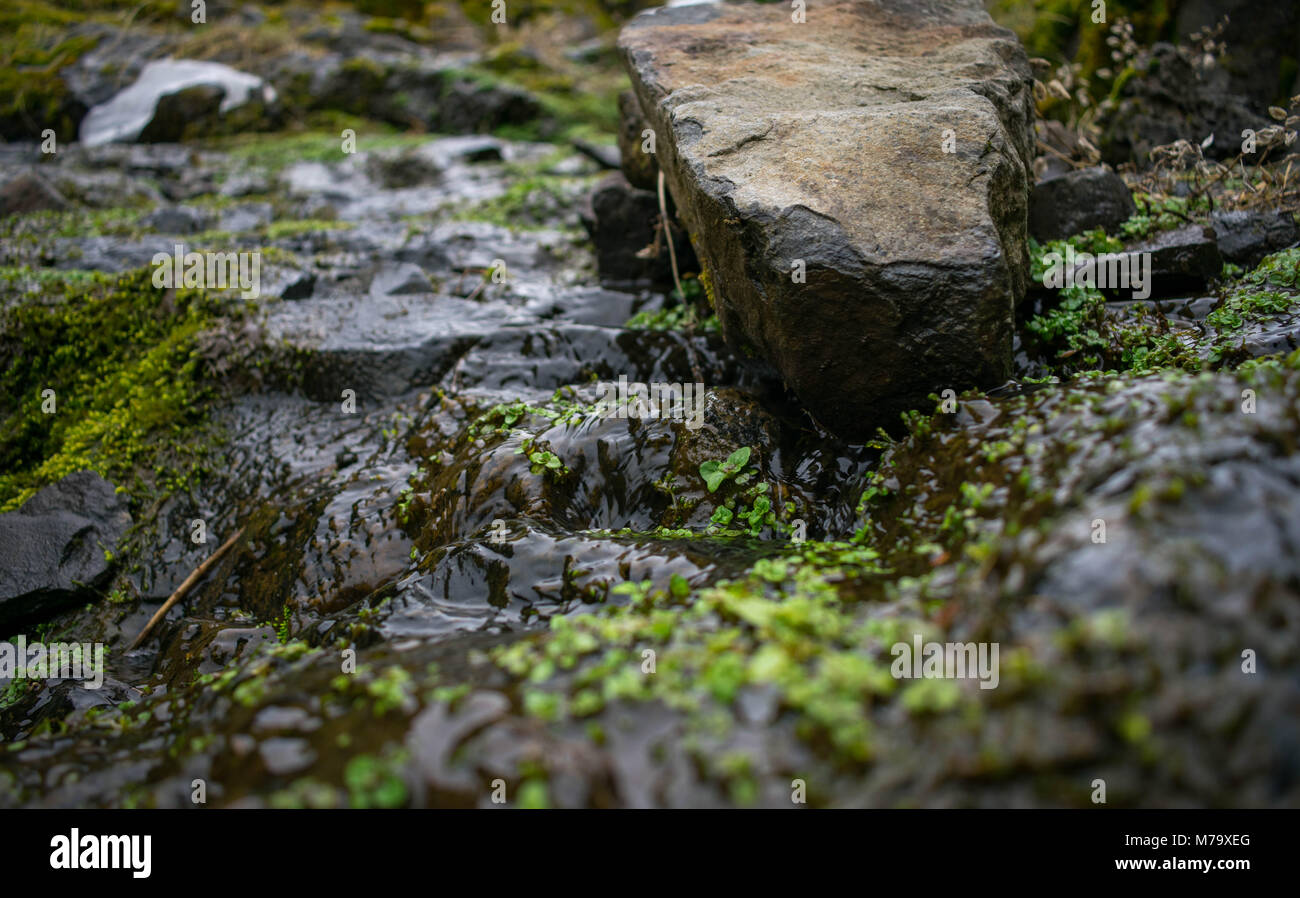 natural growth in the wilderness Stock Photo - Alamy