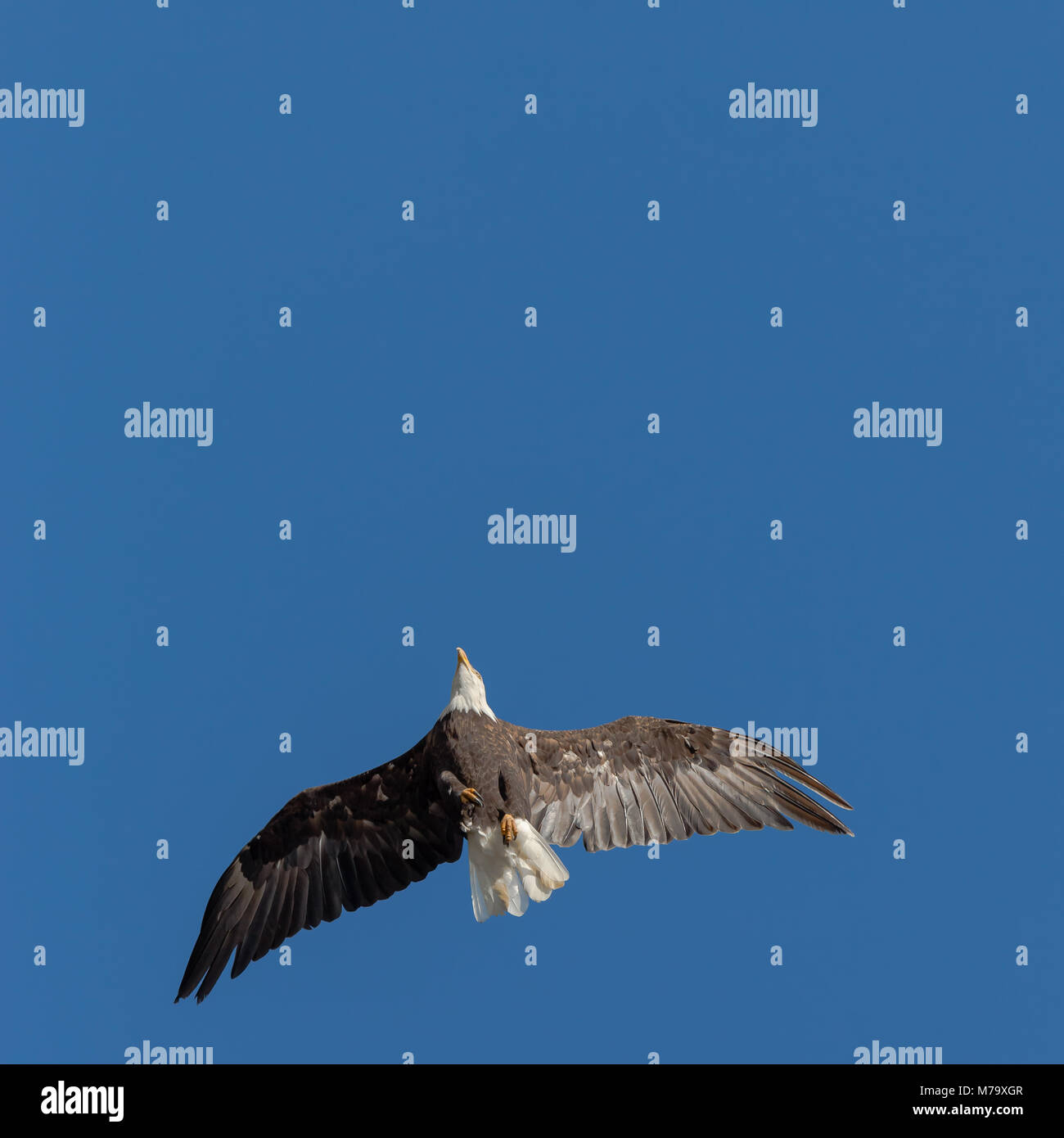 Bald Eagle in flight from below Stock Photo - Alamy