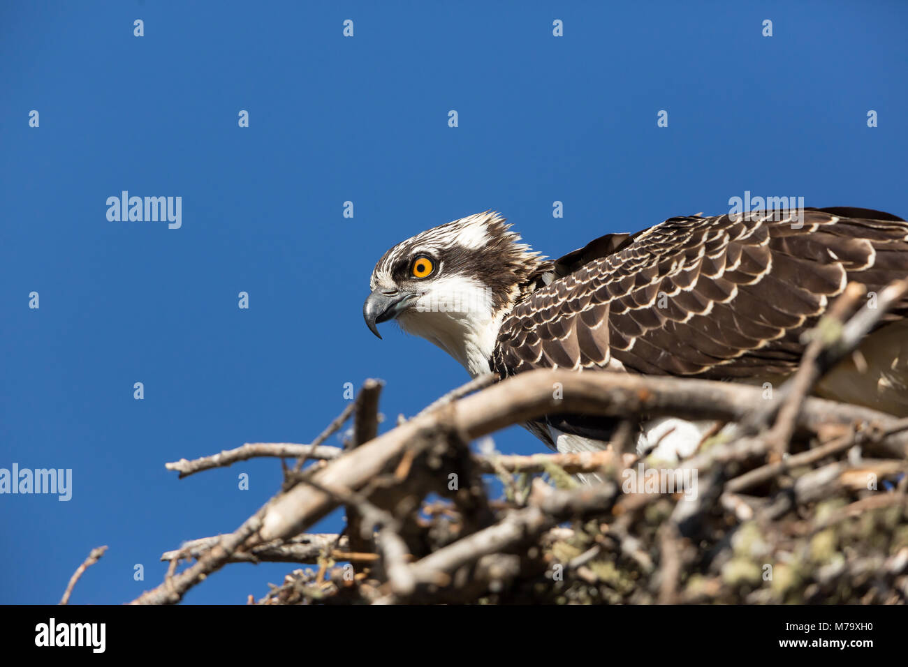 Defending its nest hi-res stock photography and images - Alamy