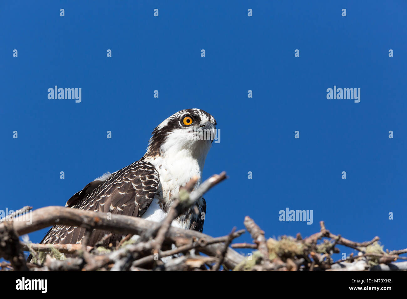 Bird defending nest hi-res stock photography and images - Alamy
