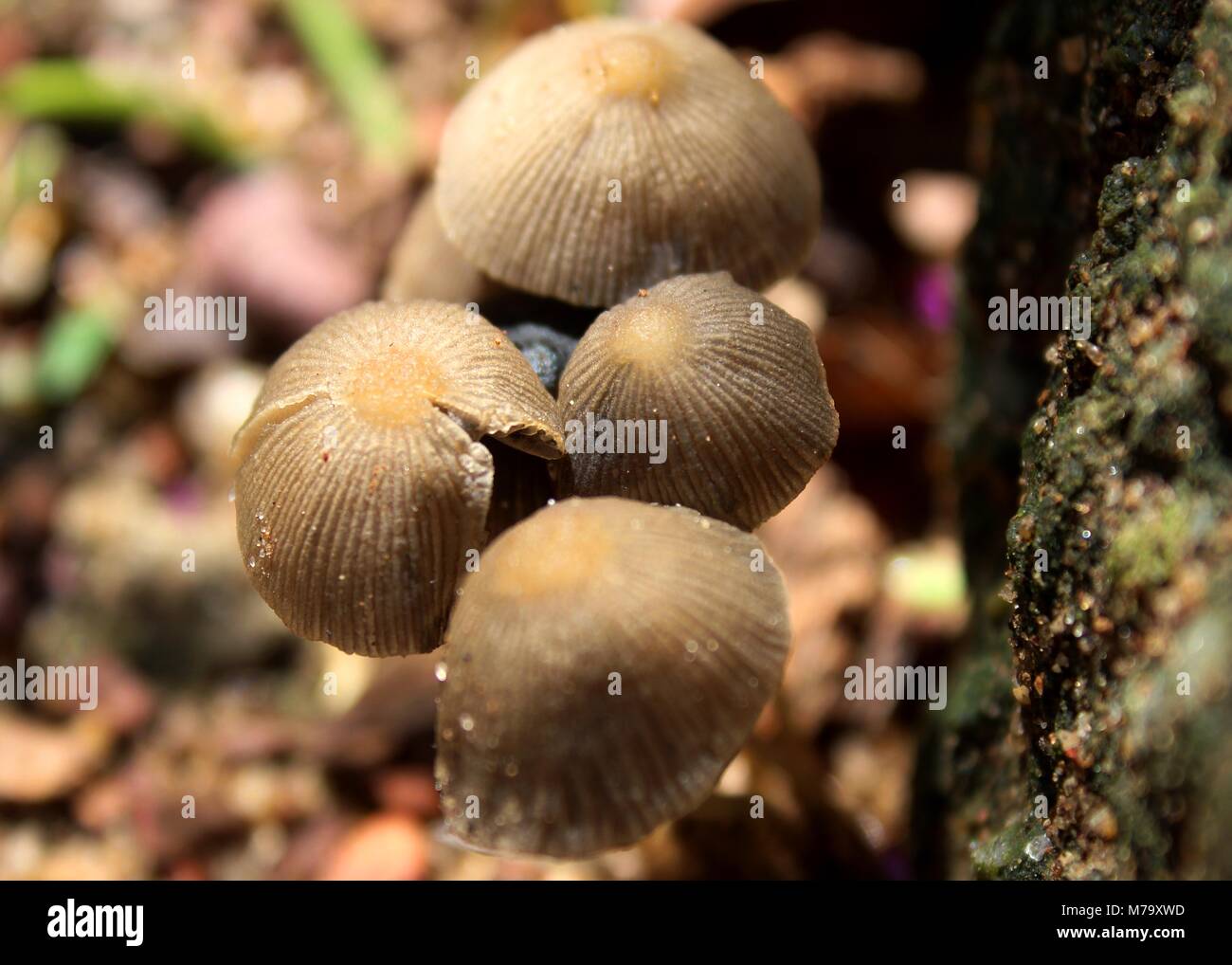 macro - close-up view of small mushrooms - fungi - fungus found in a ...