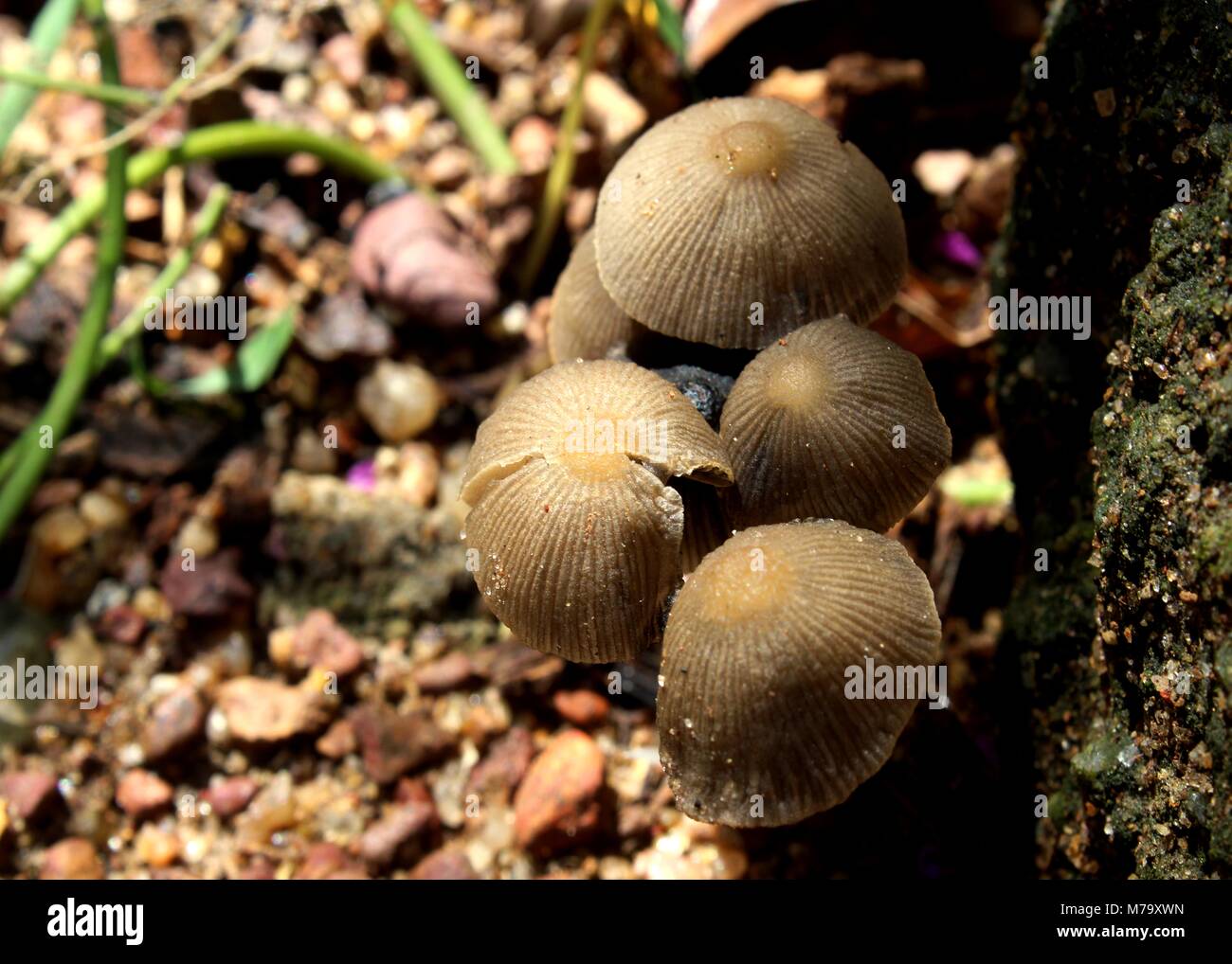 macro - close-up view of small mushrooms - fungi - fungus found in a ...