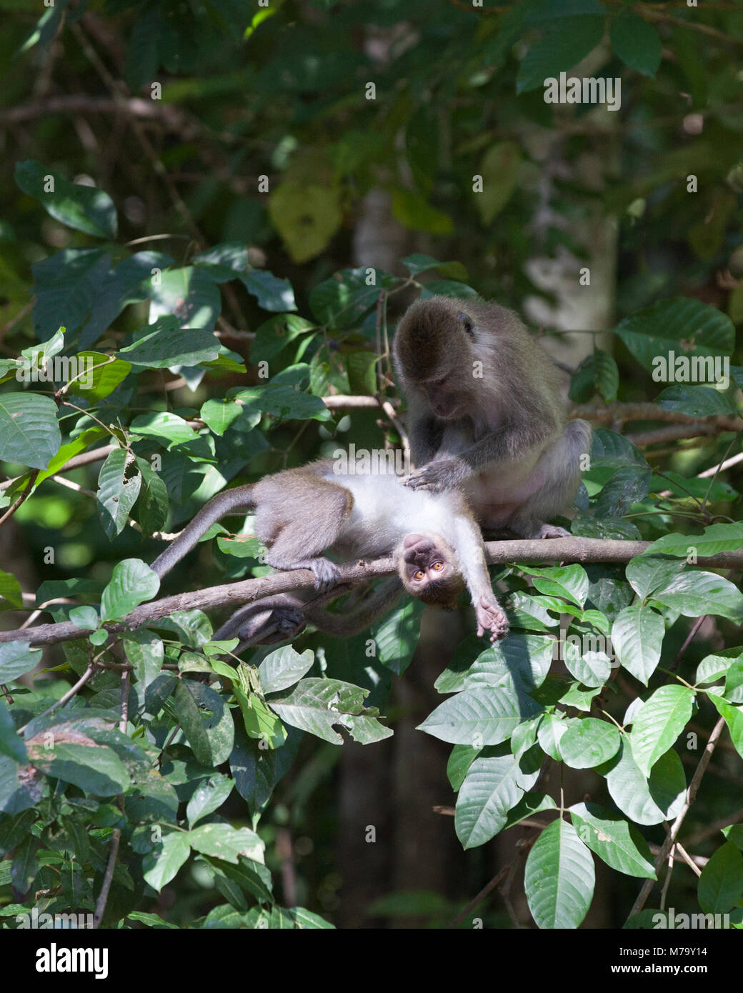 Cynomolgus macaque hi-res stock photography and images - Alamy