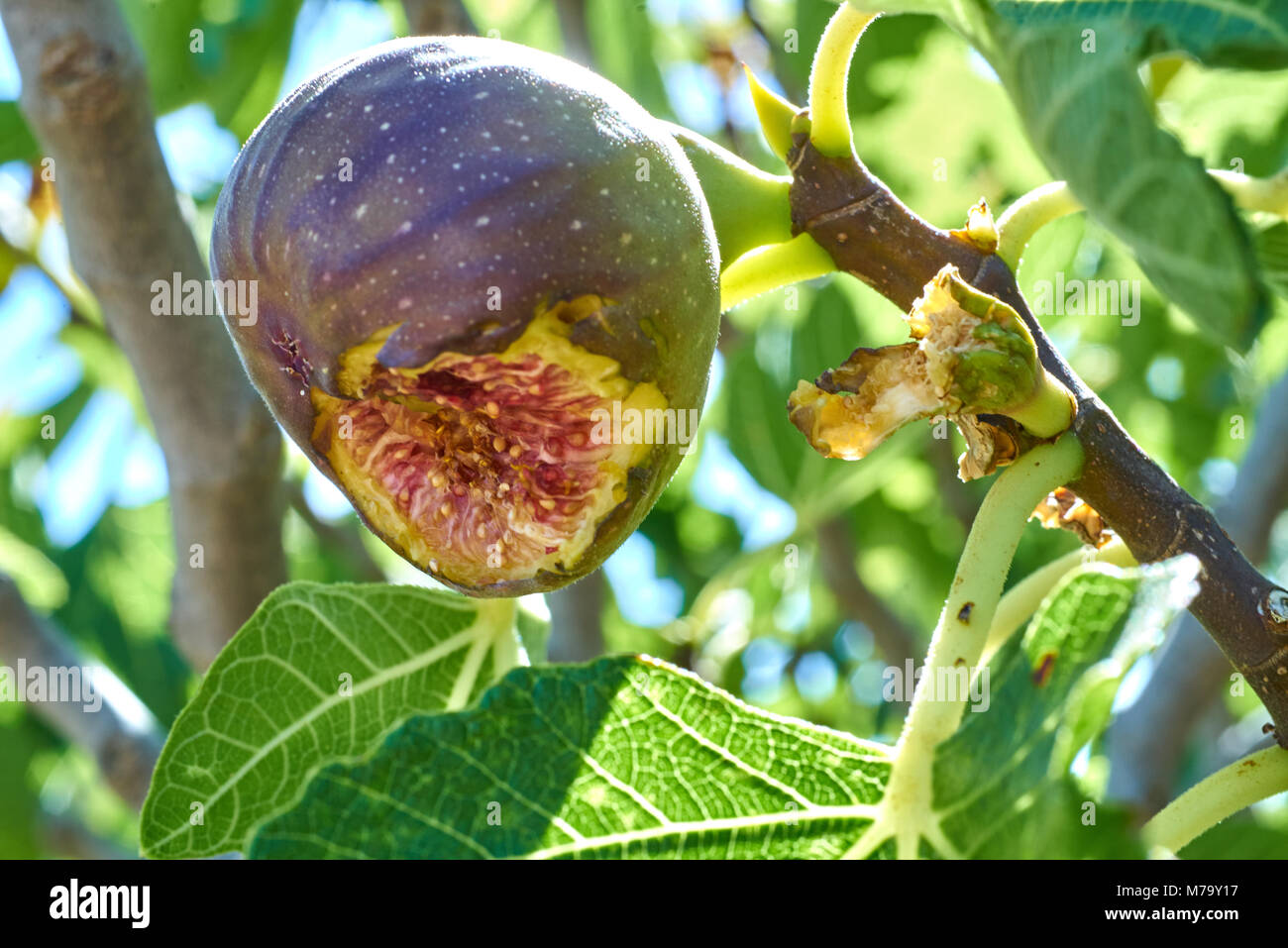 Fig tree indoors hi-res stock photography and images - Alamy