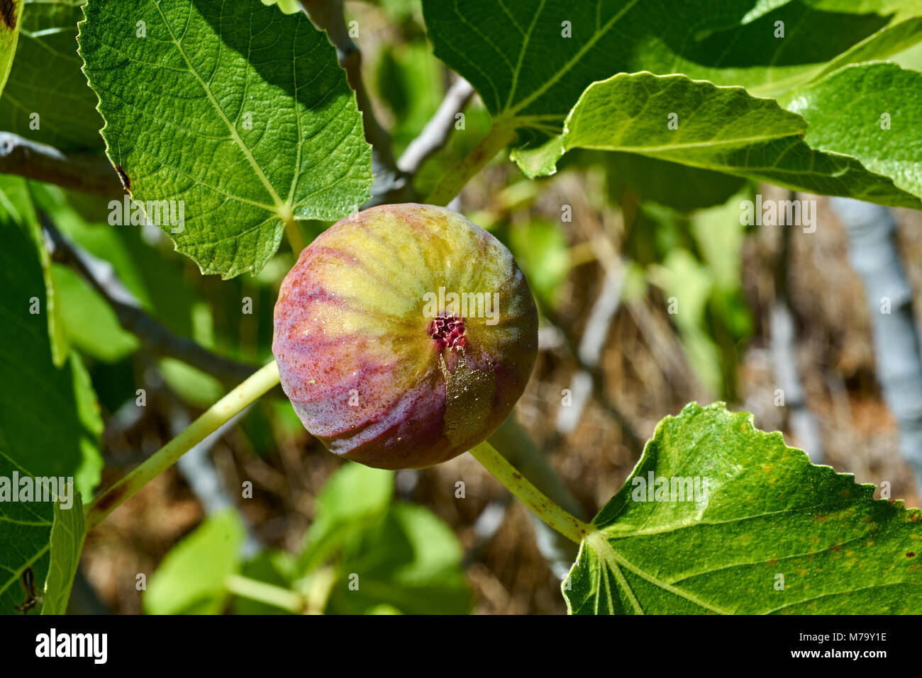 Fresh ripe figs on a tree, Adelaide, South Australia Stock Photo - Alamy