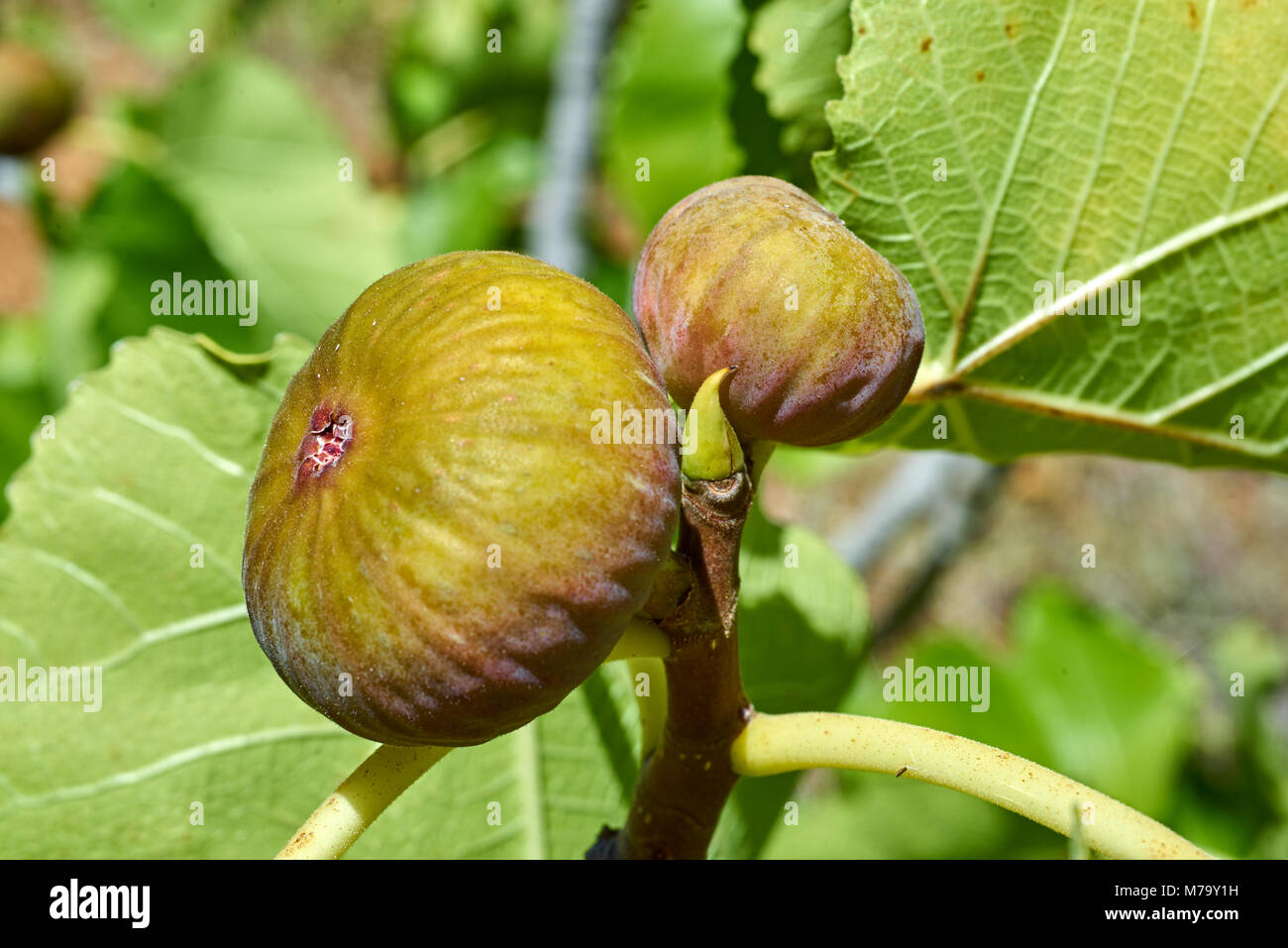 Fresh ripe figs on a tree, Adelaide, South Australia Stock Photo - Alamy
