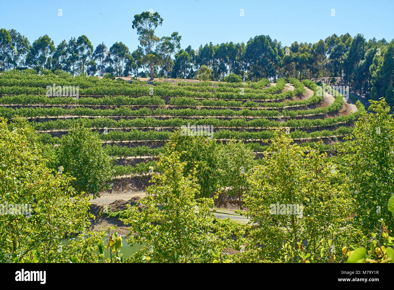 Panoramic view of a traditional farm figs, South Australia, Adelaide ...