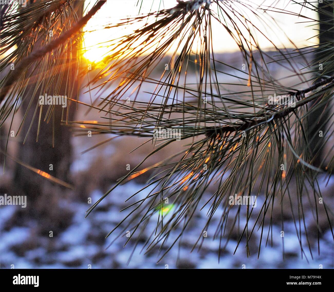 Pine tree snow sunset hi-res stock photography and images - Alamy