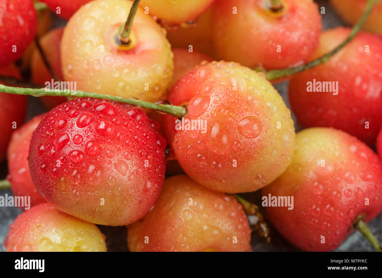 Freshly picked red and yellow Rainier cherries with water drops closeup ...