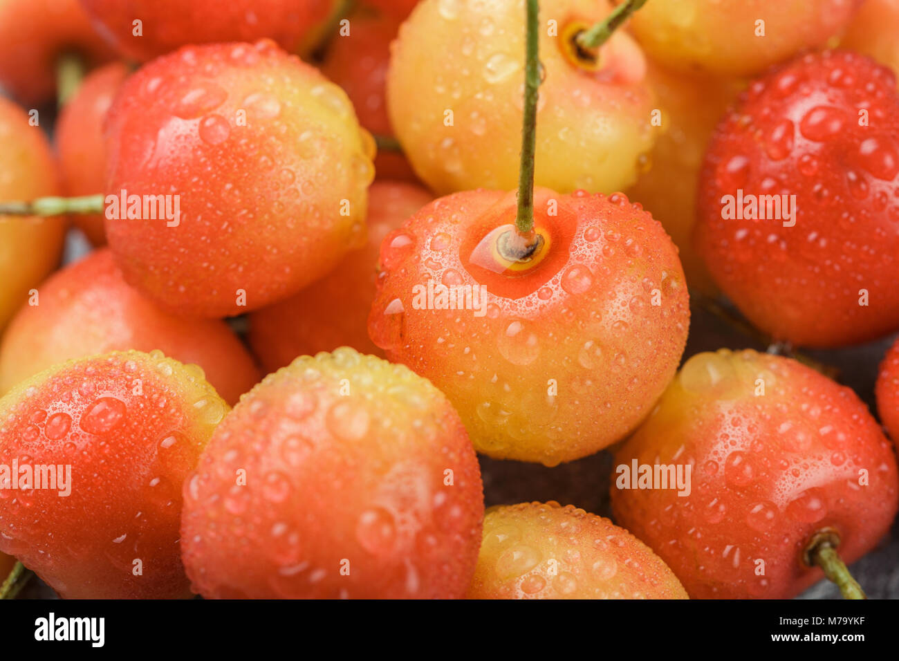 Freshly picked red and yellow Rainier cherries with water drops closeup ...
