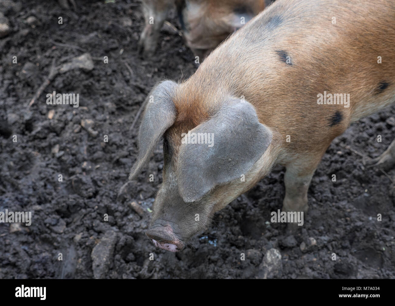 Pig breed oxford sandy and black hi-res stock photography and images ...