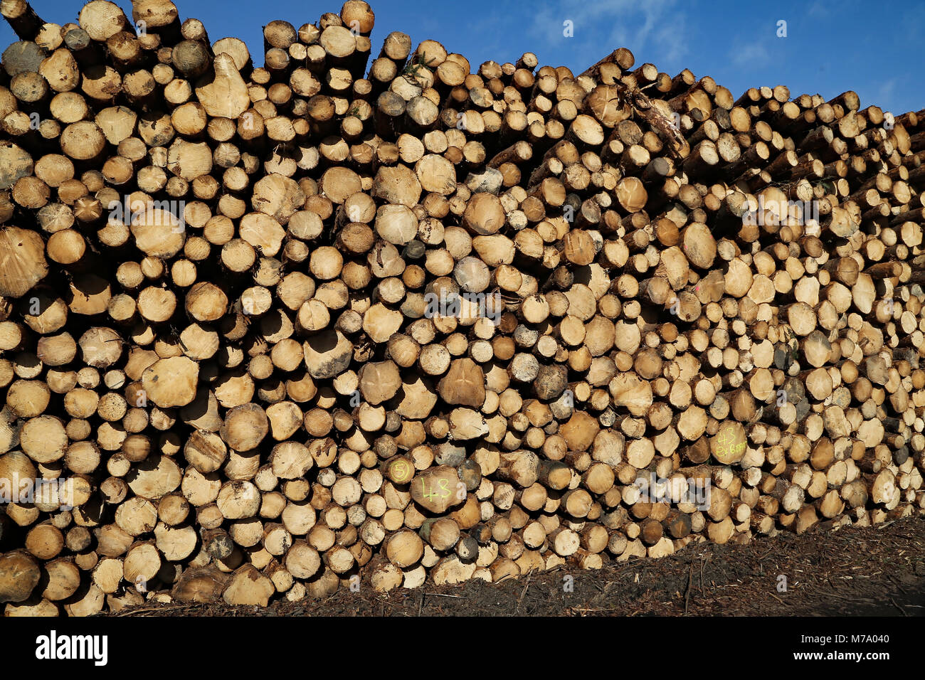 Sawn trees hi-res stock photography and images - Alamy