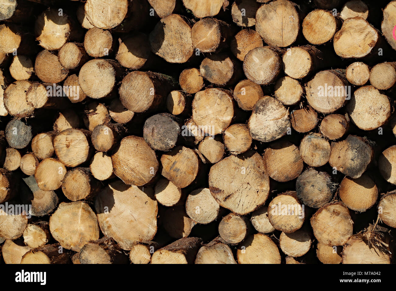 Sawn trees hi-res stock photography and images - Alamy