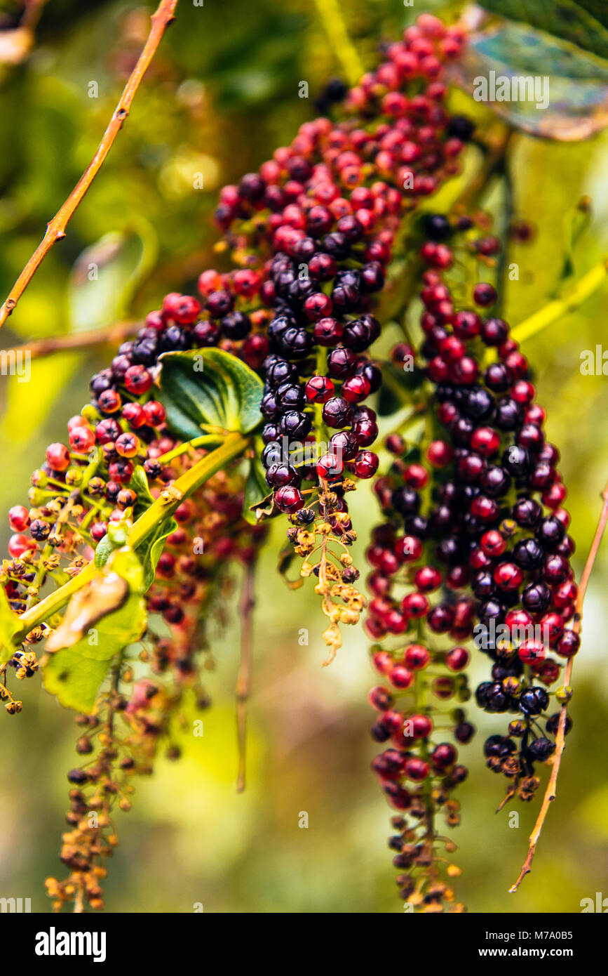 Berries of Tutu (Coriaria species) near Tapotupotu Bay campground, near ...