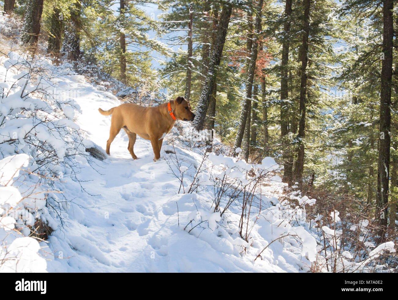 A red dog hunting along the snow covered Kitchen Gulch Trail on Babcock ...