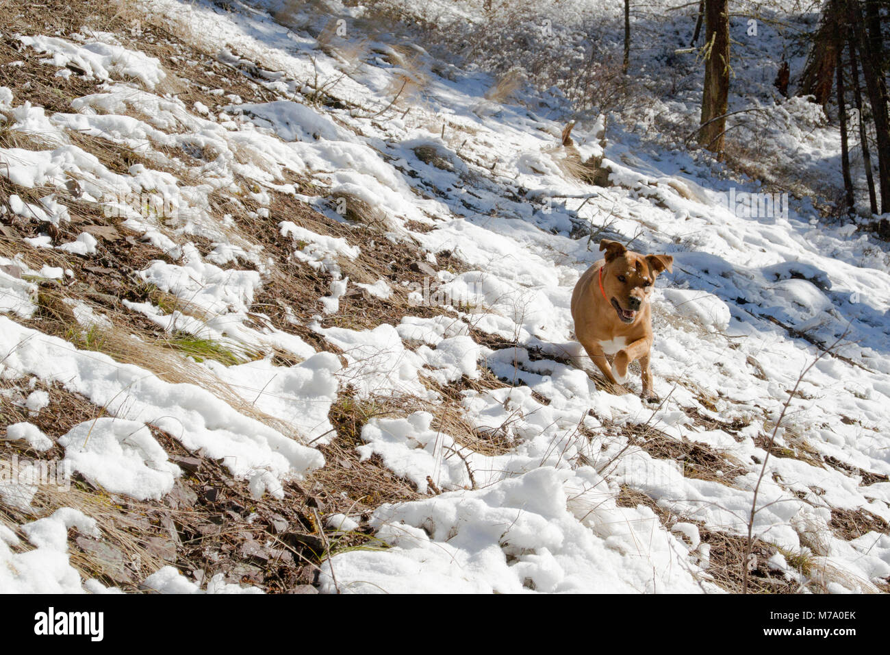 Bubba rex hi-res stock photography and images - Alamy