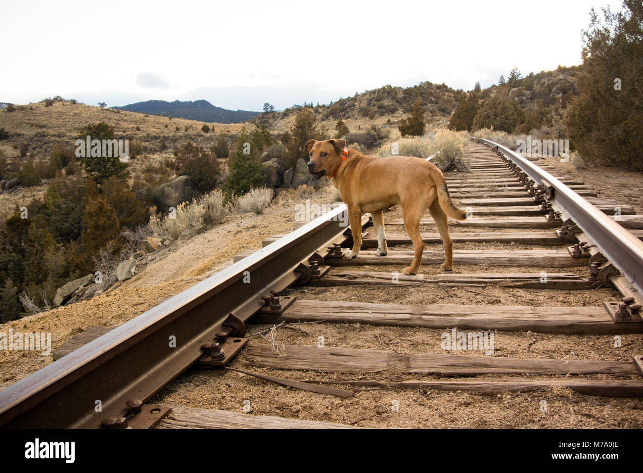 A red dog on the old Milwaukee Road railroad tracks, above Pipestone ...