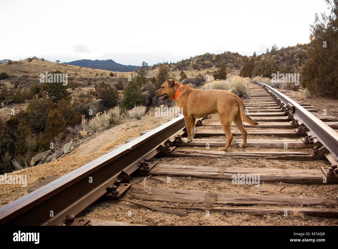 A red dog on the old Milwaukee Road railroad tracks, above Pipestone ...