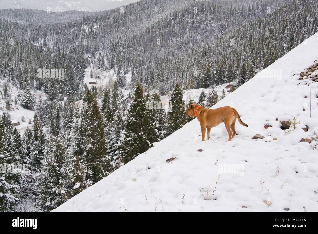 A red hunting dog looking over the mining town of Tower, from high up ...