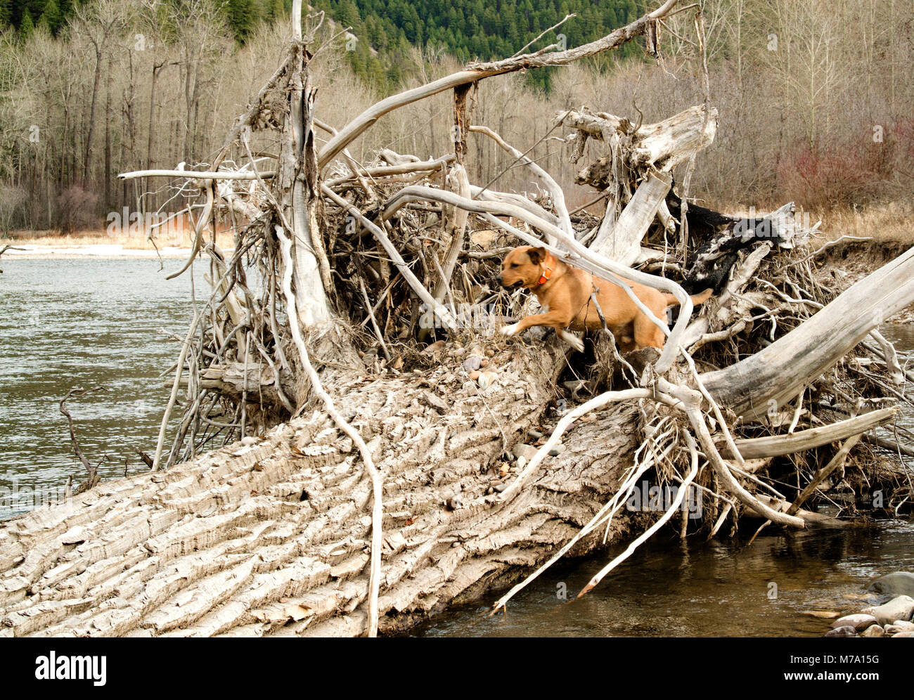Log jam hi-res stock photography and images - Alamy
