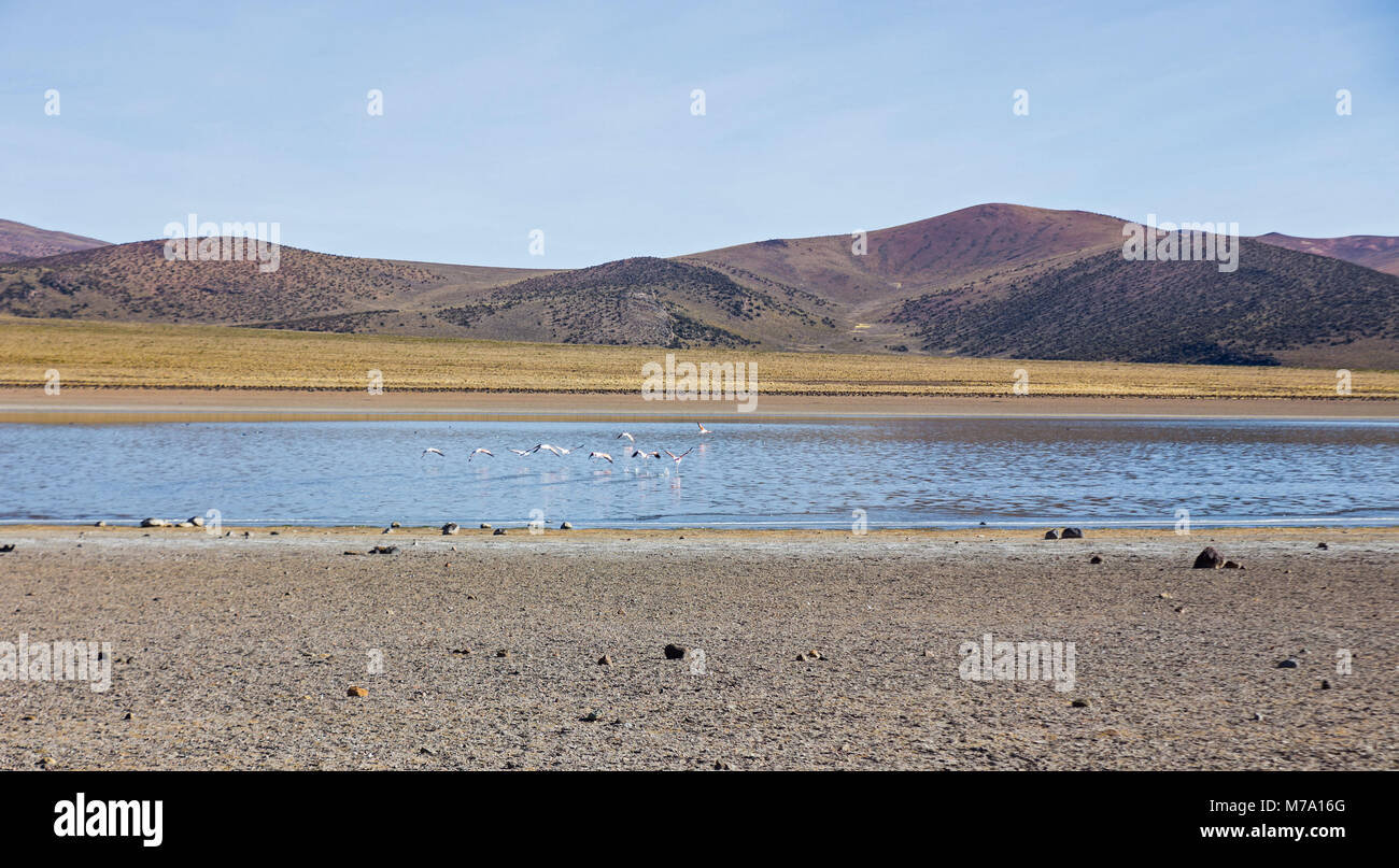 A group of Flamingos in the lagoon Huaynacota in the Natural Park of ...