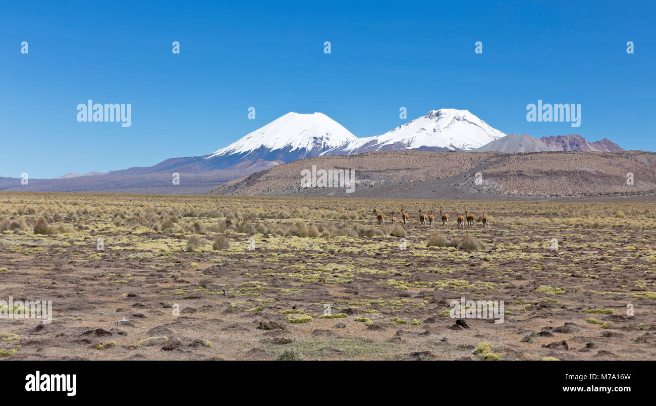 Andean panorama: Group of vicuña (Vicugna vicugna) or vicugna in Sajama ...